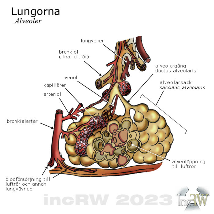 Lungor – Röntgen Världen Metodbok